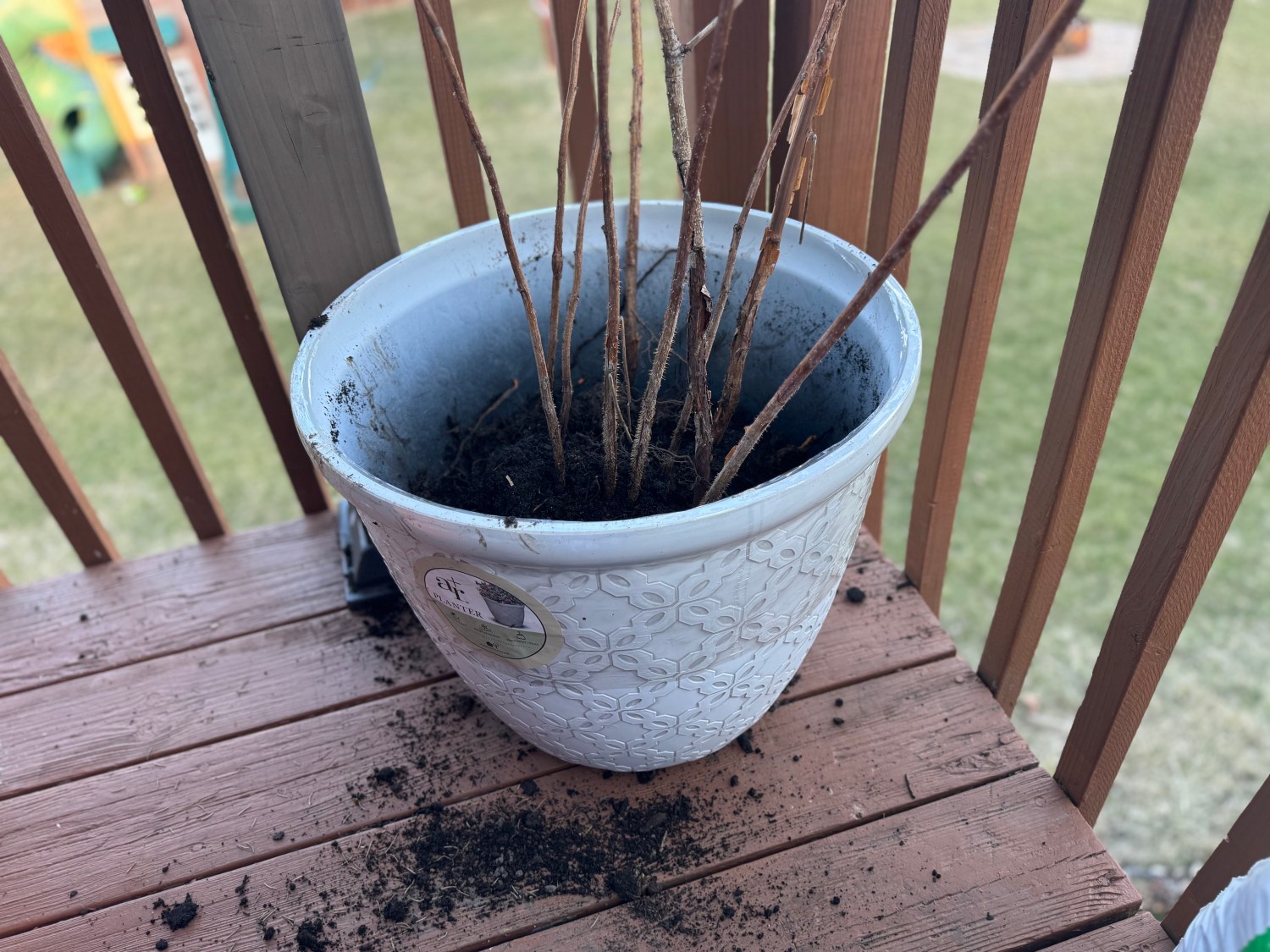How to Grow Raspberries in Containers: A Complete Guide – Suburban Livings