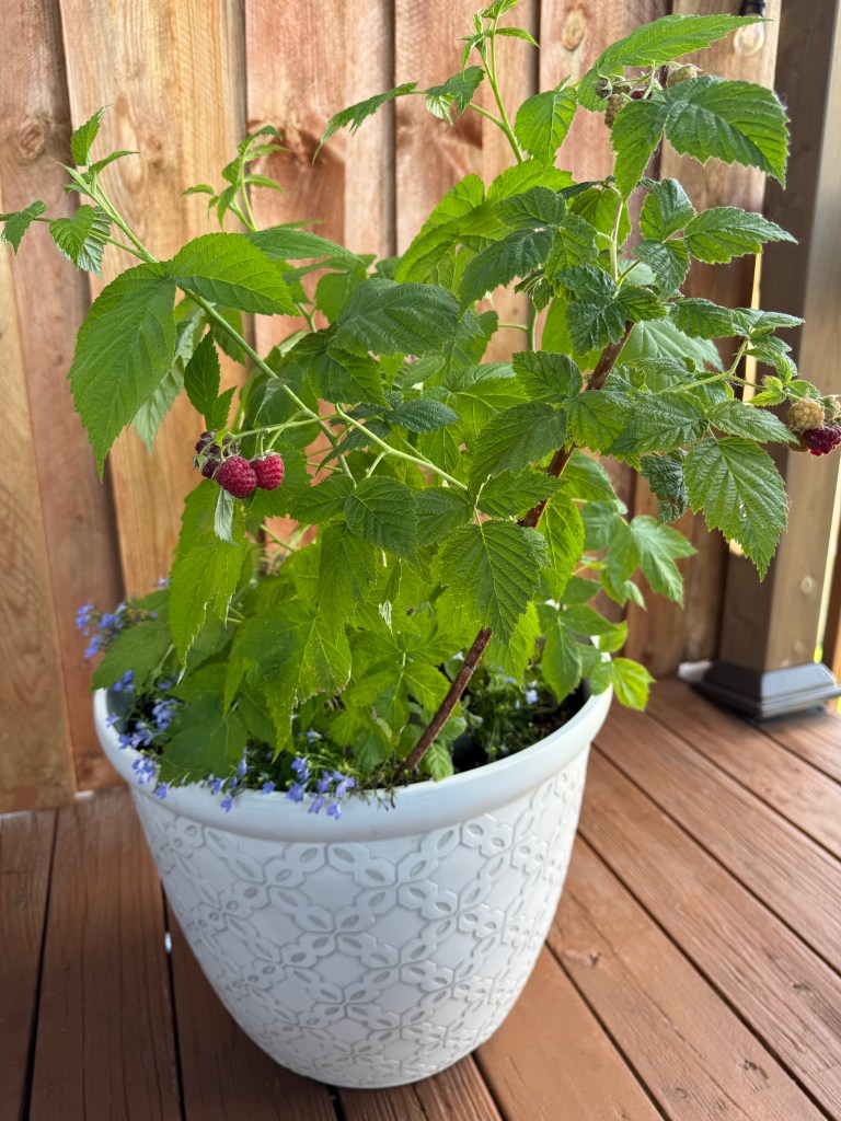 How to Grow Raspberries in Containers: A Complete Guide – Suburban Livings