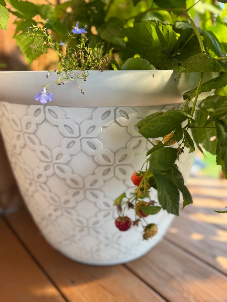 How to Grow Raspberries in Containers: A Complete Guide – Suburban Livings