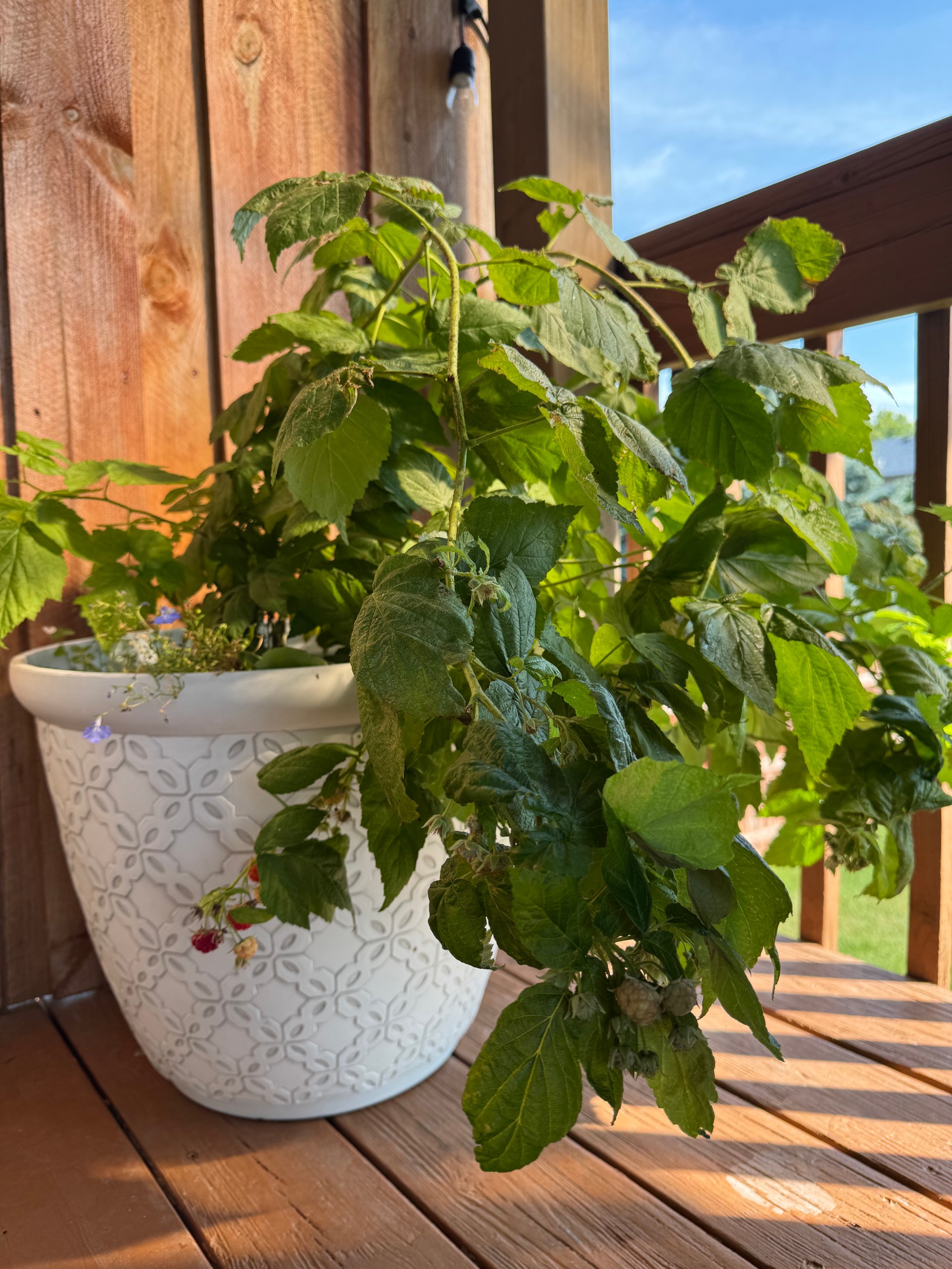 How to Grow Raspberries in Containers: A Complete Guide – Suburban Livings