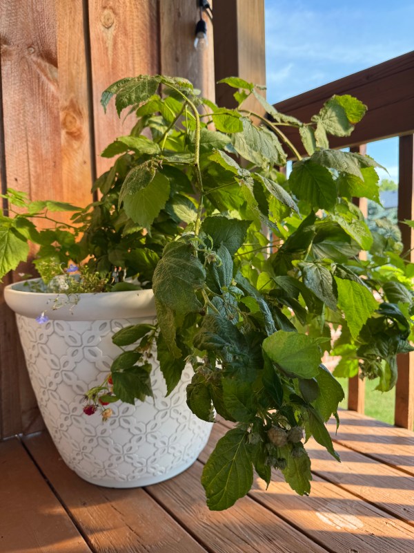 How to Grow Raspberries in Containers: A Complete Guide – Suburban Livings