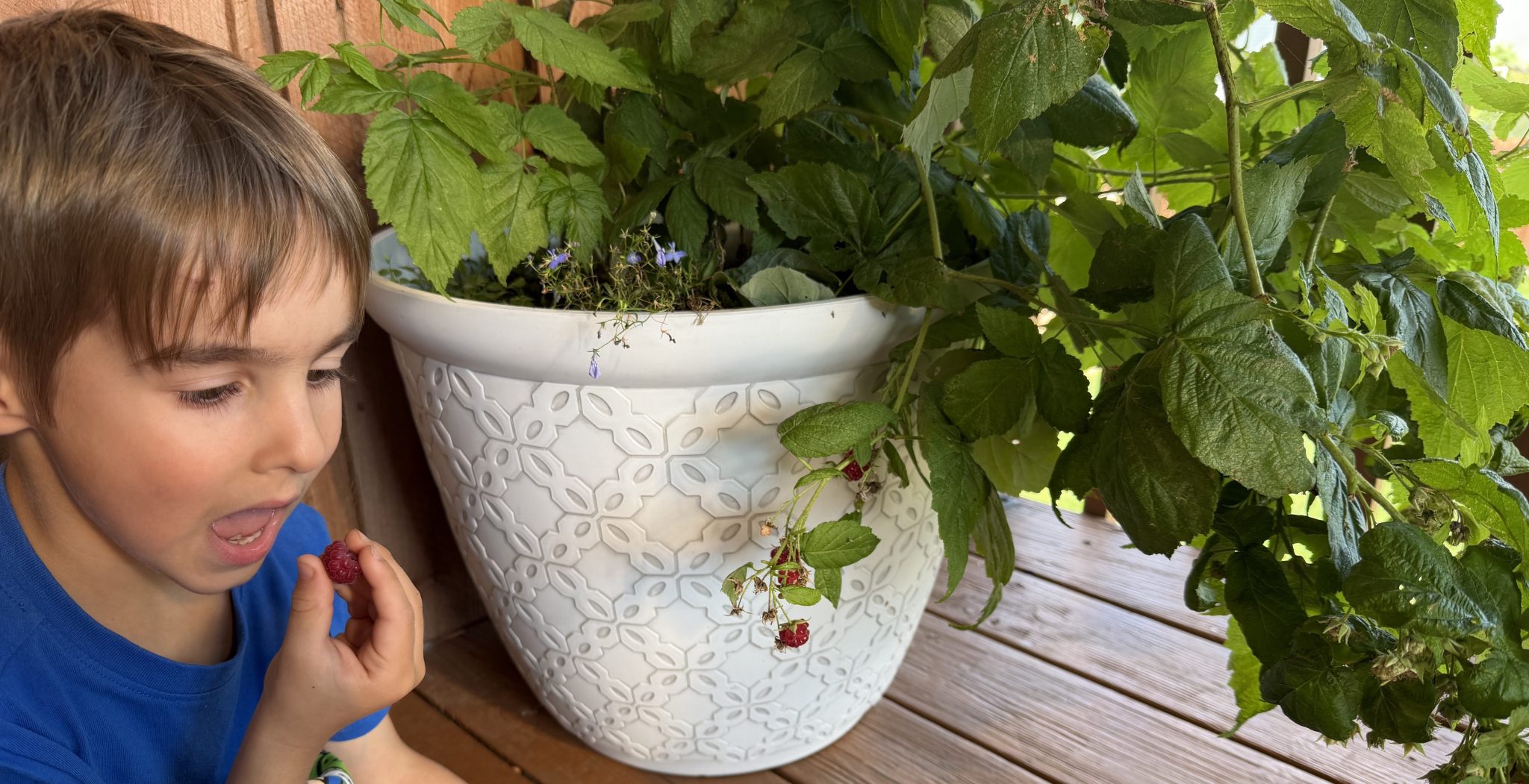 How to Grow Raspberries in Containers: A Complete Guide – Suburban Livings